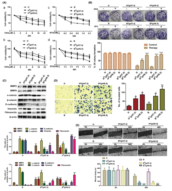 文献精读[酸敏感离子通道与肝癌]:EMT表型 - 知乎