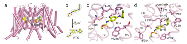 重大进展！Cell子刊揭示配体激活人源KCNQ2通道的分子基础 - 知乎