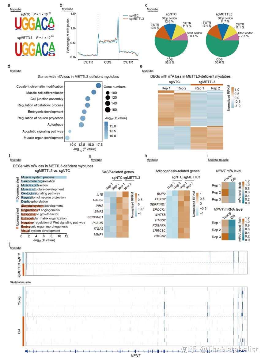 代谢学人——Nature Aging：m6A解开衰老之谜 - 知乎