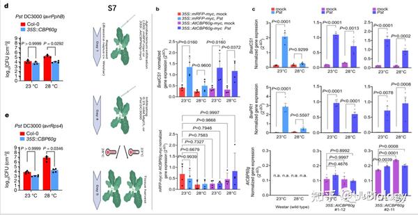 Nature | 有望实现兼顾免疫与发育的uORFs-CBP60g，高温刺激下 SA 通路的新机制 - 知乎