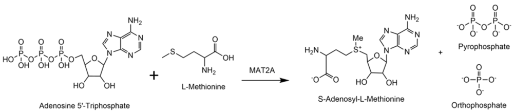 MAT2A靶点临床在研抑制剂开发进展 - 知乎