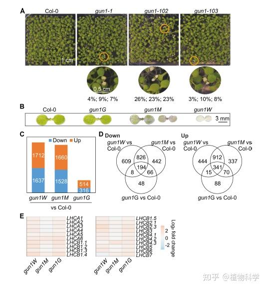 德国Tatjana Kleine团队揭示GUN1蛋白调控质体RNA成熟的新机制 - 知乎
