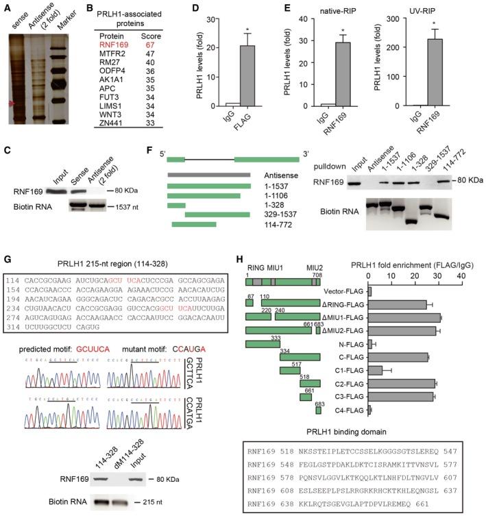 RNA pull down - 知乎