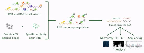 【实用干货】新手入门：CHIP、RIP、CoIP技术科普 - 知乎
