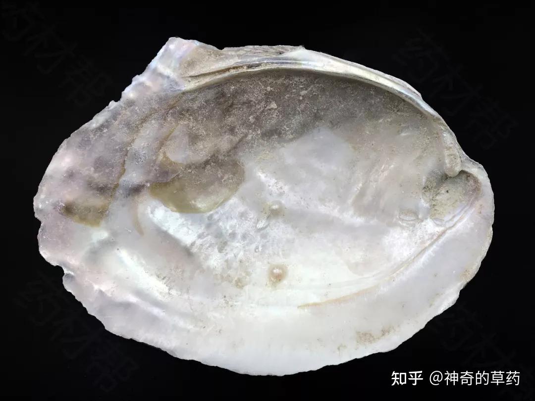 8种贝壳类中药材，高清大图赏析（甲香、石决明、牡蛎、珍珠...） - 知乎