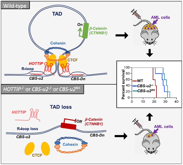 特殊DNA-RNA互作R-loop丰富基因转录的表观调控机制 - 知乎