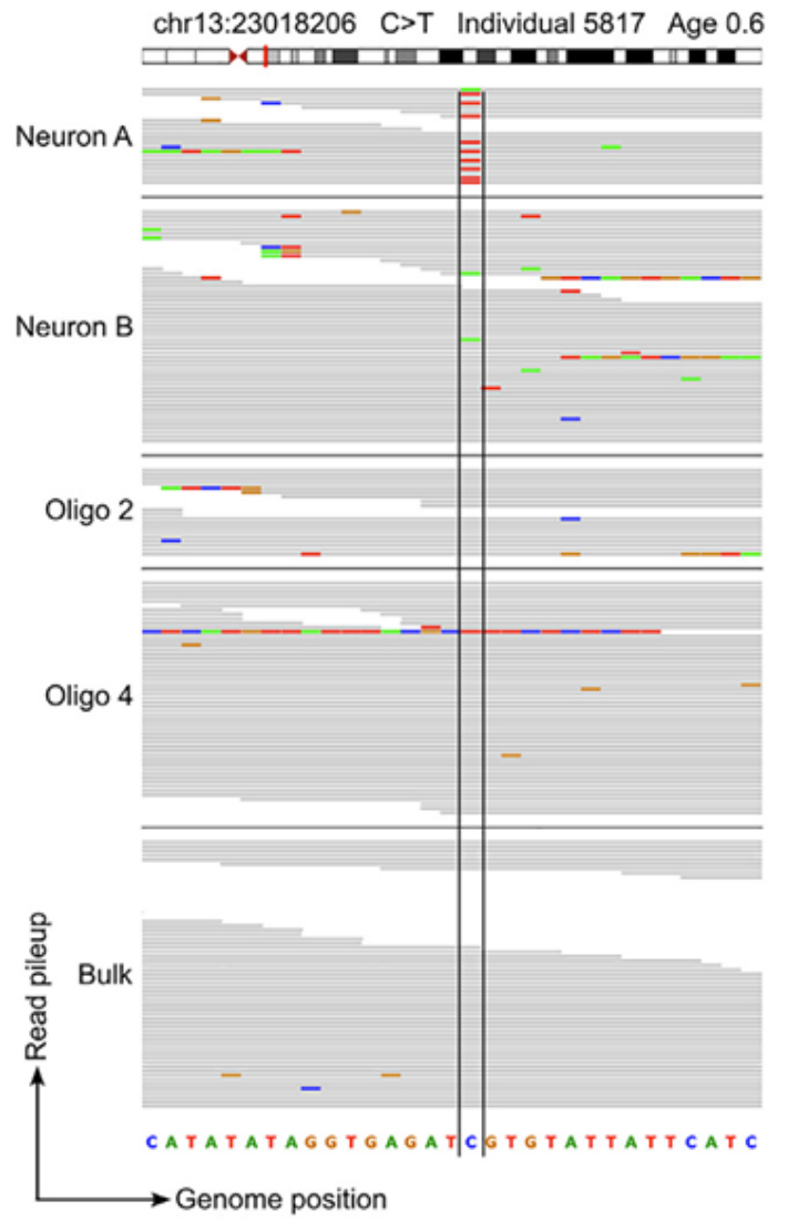 Cell | scWGS-seq＋snRNA-seq＋snATAC-seq—揭示人类不同的神经元和少突胶质细胞衰老体细胞突变模式 - 知乎