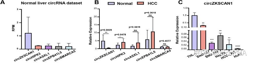 IF41.444！circRNA通过编码多肽抑制肝细胞癌，为肝癌早期诊疗提供帮助 - 知乎