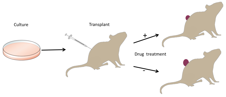 CDX动物模型构建 - 知乎