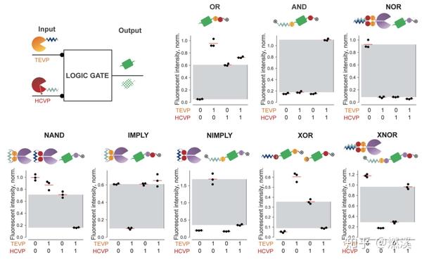 蛋白质线路的发展 - 知乎