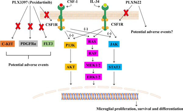 直追PD-1，癌症免疫新靶点CSF-1R药物研究进展综述 - 知乎