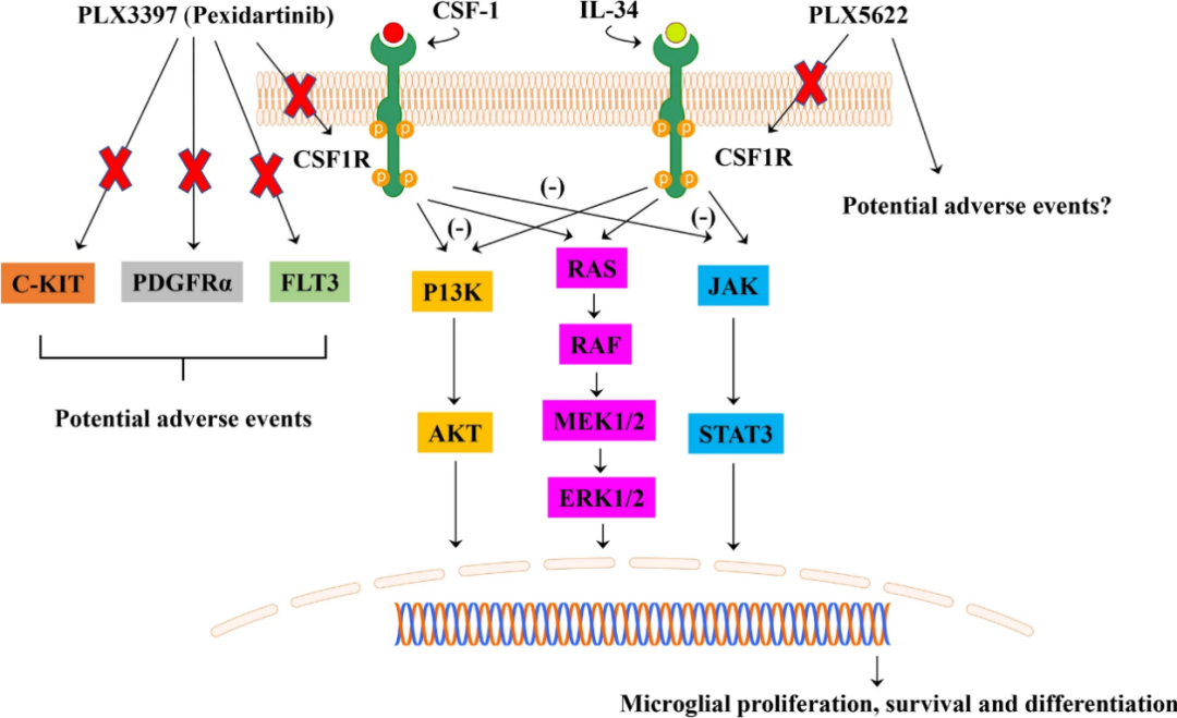 直追PD-1，癌症免疫新靶点CSF-1R药物研究进展综述 - 知乎