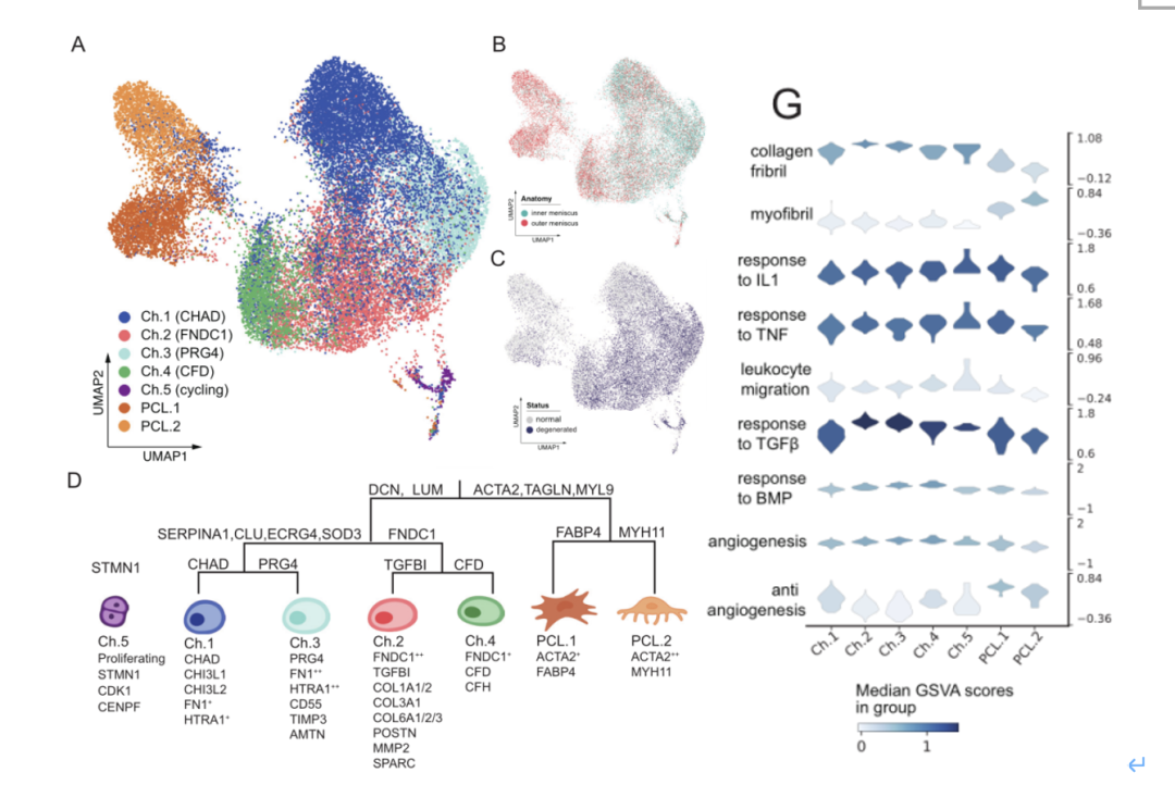 项目文章丨人类半月板变性中局部微环境的细胞特征:单细胞转录组学研究 - 知乎