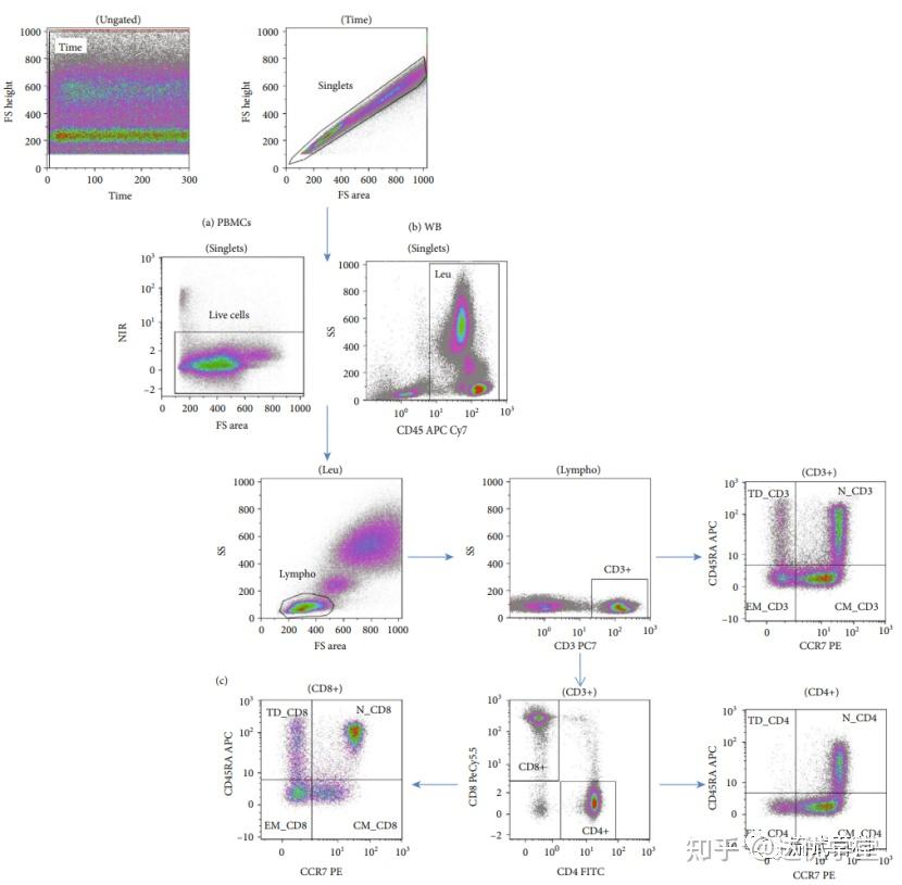【流式学习】“最强大脑”之--记忆性T细胞 - 知乎