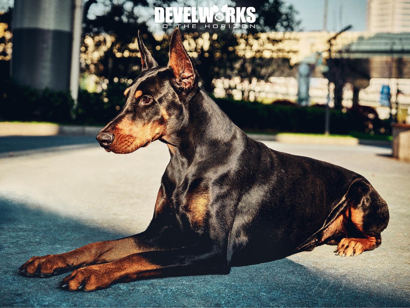 你真的准备好养杜宾犬了吗？ - 知乎