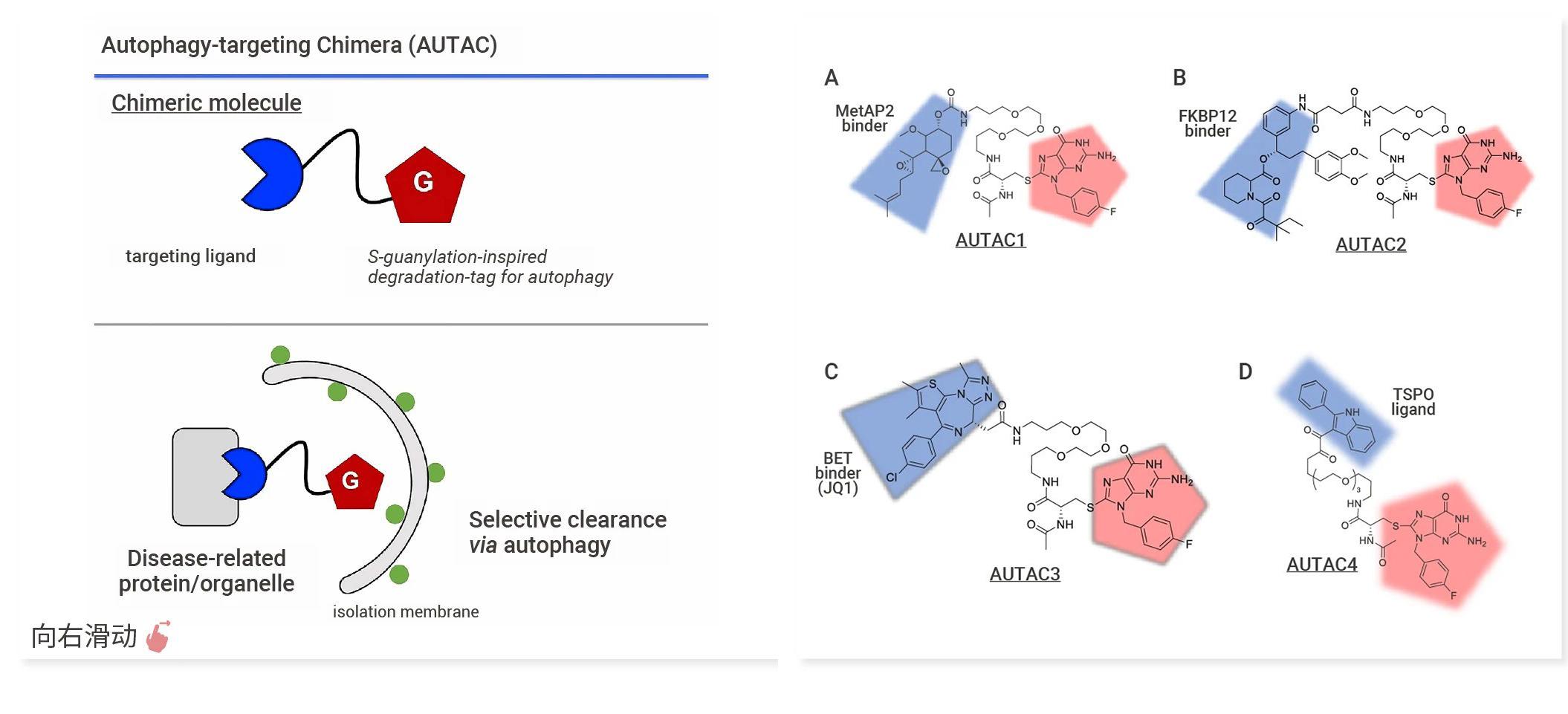 蛋白降解：AUTOTAC、第一代、第二代 AUTAC? 你分清了吗？ | MedChemExpress (MCE) - 知乎