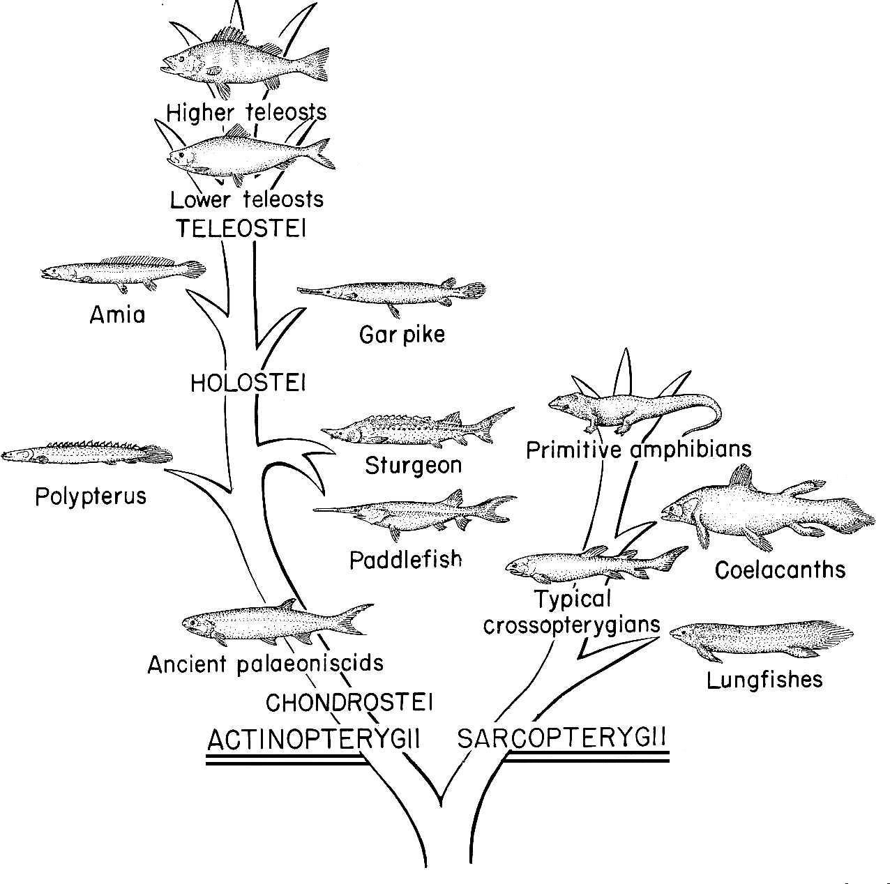 【地球演义】锦鳞记1：鱼龙潜跃水成文 - 知乎