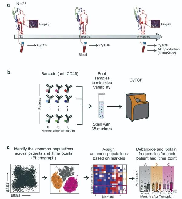 CyTOF质谱流式技术在器官移植的应用 - 知乎