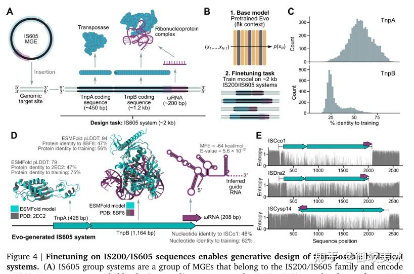 验证DNA大模型缩放定理!Evo实现从分子到基因组尺度的预测和生成 - 知乎
