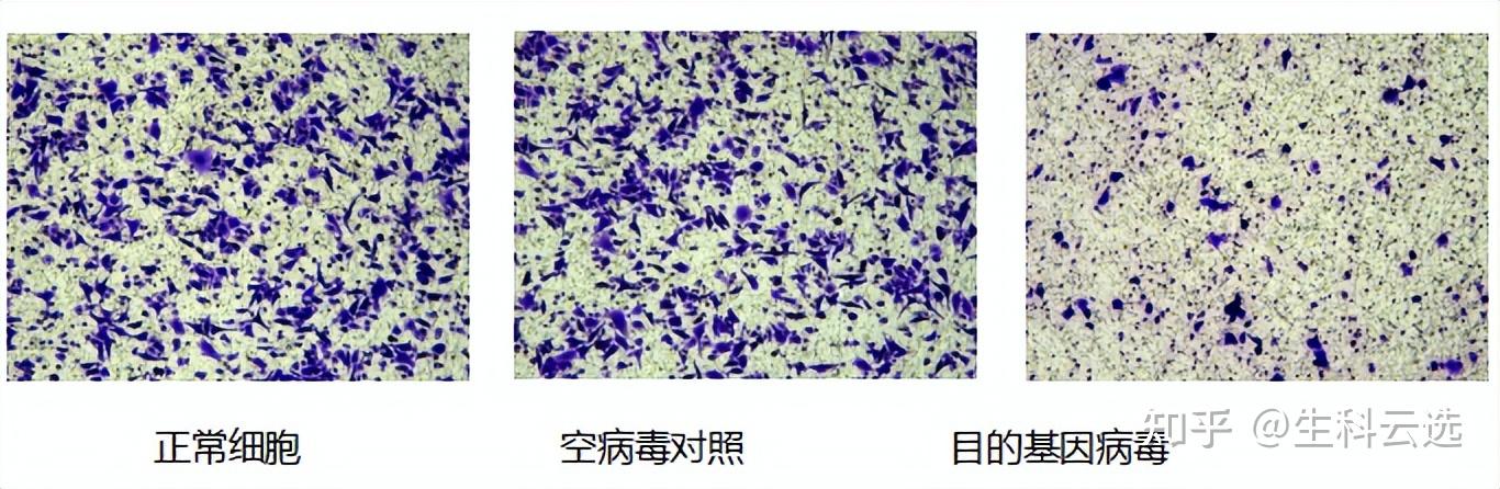干货分享 | 细胞功能学实验 - 知乎