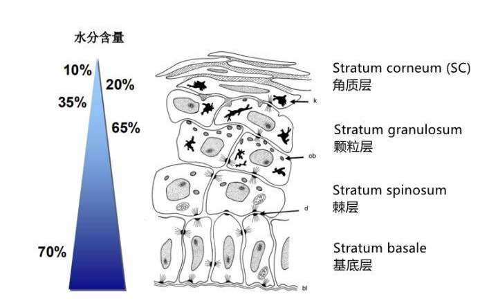 揭秘肌肤的“水分输送带”——水通道蛋白AQP3 - 知乎
