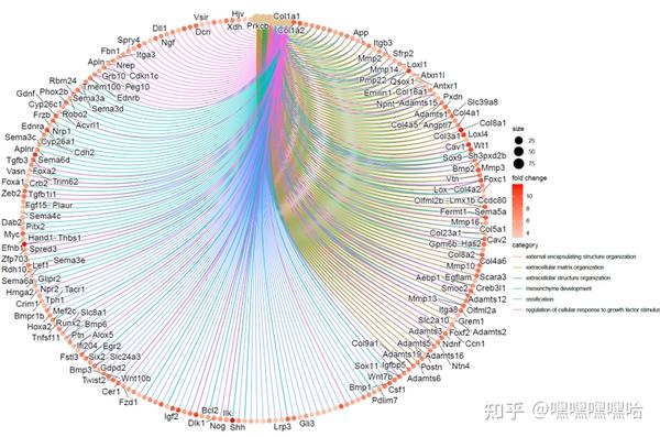 RNA-seq入门实战（六）：GO、KEGG富集分析与enrichplot超全可视化攻略 - 知乎