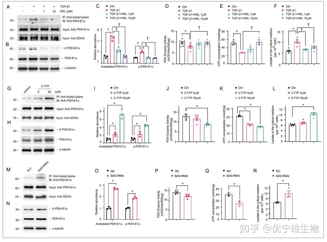 线粒体乙酰化和代谢疾病之间也有关系？一篇高分文献带你了解研究思路 - 知乎