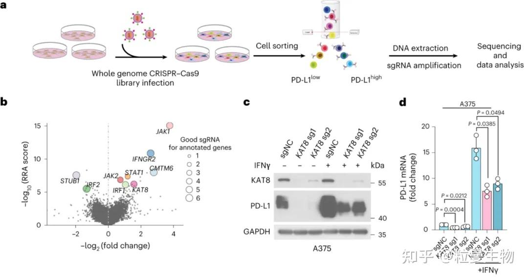 技术专题 | 液-液相分离 (LLPS)：现代生物医学中的新前沿【珍藏】 - 知乎