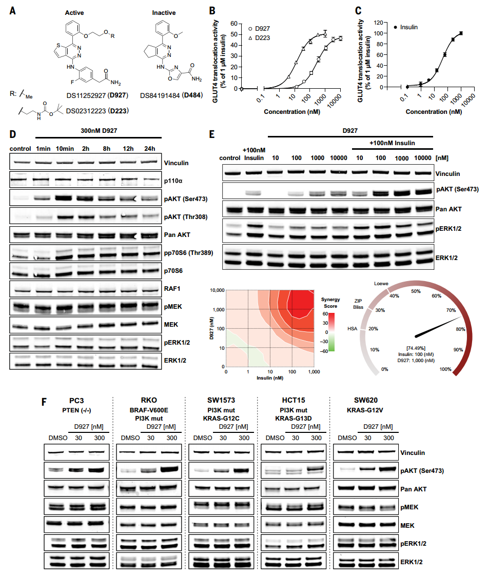 Science | 新型分子胶D223/D927，可在无胰岛素的情况下促进葡萄糖摄取 - 知乎