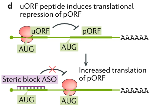 Nature Drug Delivery | Advances in oligonucleotide drug delivery - 知乎