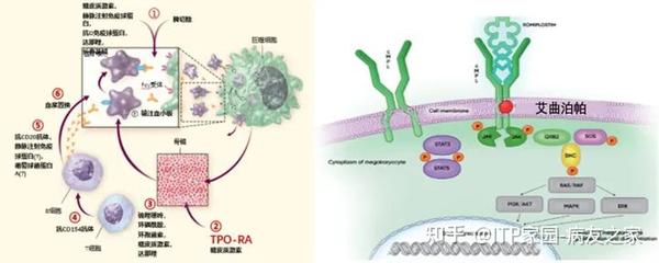 儿童ITP管理 - 知乎