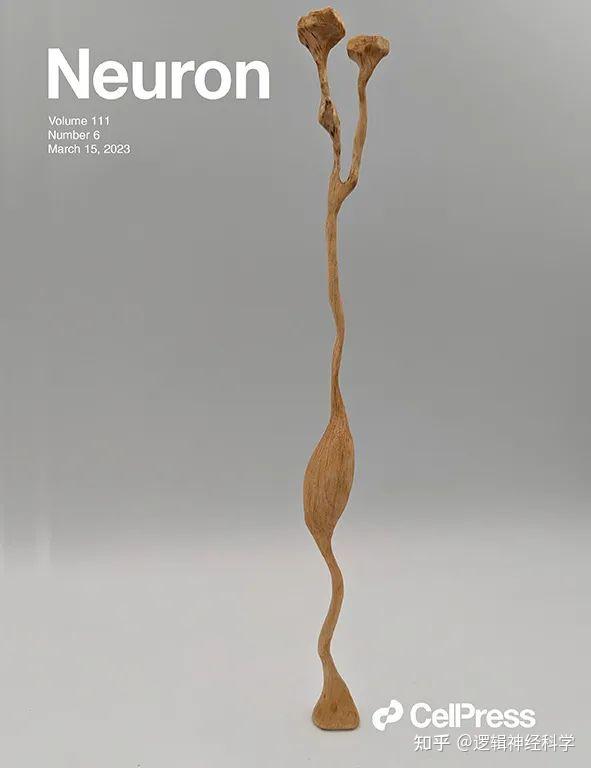 Neuron︱收藏！2023年期刊封面文章汇总 - 知乎