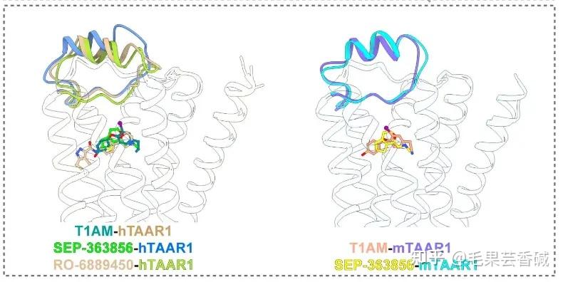 TAAR1的配体识别和G蛋白偶联机制 - 知乎