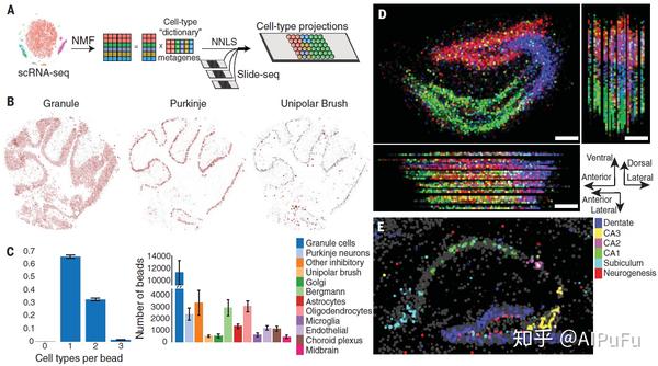 Science重磅 | 新技术Slide-seq能以高空间分辨率测量全基因组的表达情况 - 知乎