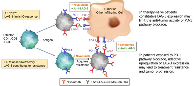 新型癌症治疗靶点 LAG3：肿瘤免疫“另一个刹车” - 知乎
