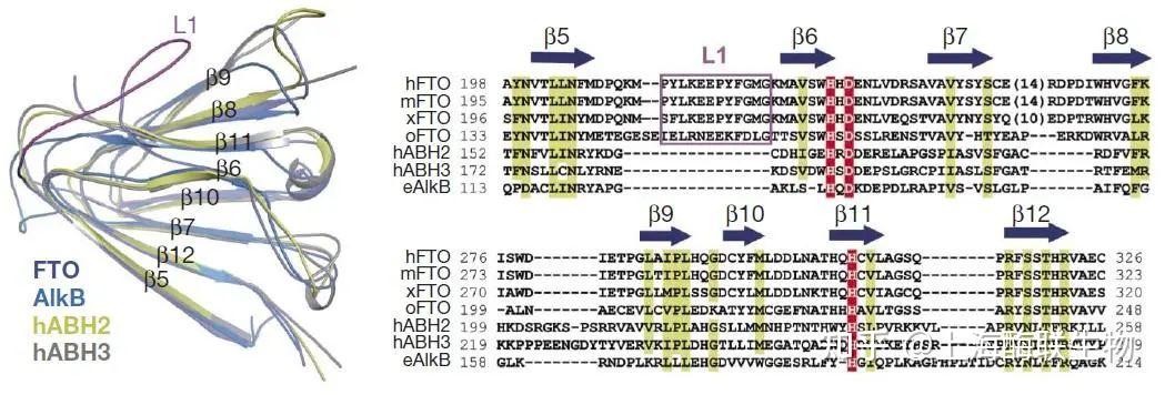 RNA m6A甲基化综述 - 知乎