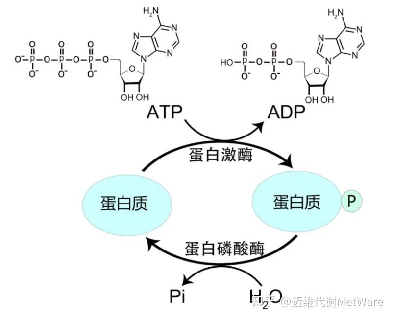 新品发布！限时特惠！4D-label free磷酸化蛋白组 - 知乎