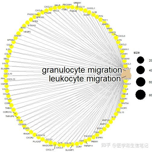 enrichplot富集分析可视化 - 知乎