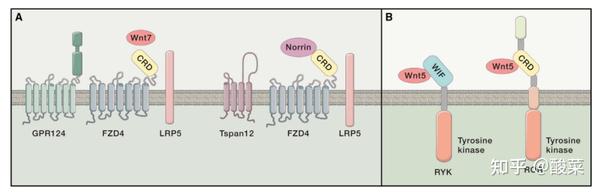 来看！为你翻译了这篇Cell综述，不再遗憾错过Wnt信号通路 - 知乎