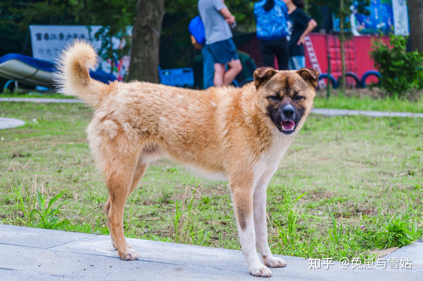 古籍《相犬大全》，上百种中华田园犬花色赏析！ - 知乎