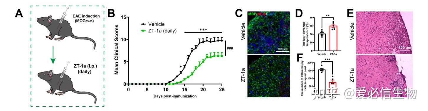 动物造模专题：EAE造模无症状？这些细节您必须知道 - 知乎