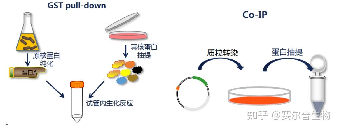 可验证蛋白-蛋白相互作用，GST pull-down实验流程与结果解读 - 知乎