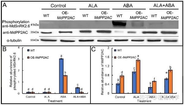 南京农业大学汪良驹教授团队在ALA逆转ABA诱导的苹果叶片气孔关闭机制研究上取得新进展 - 知乎