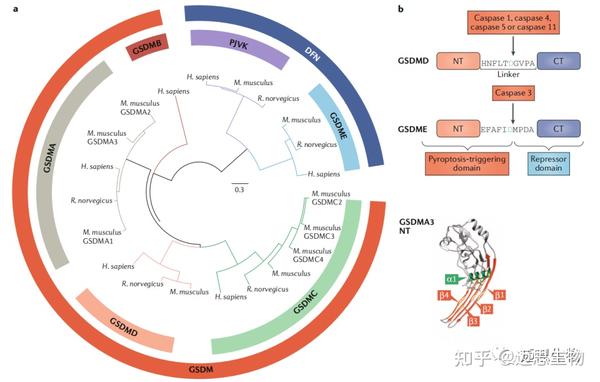 细胞焦亡&GSDM家族：GSDMD - 知乎