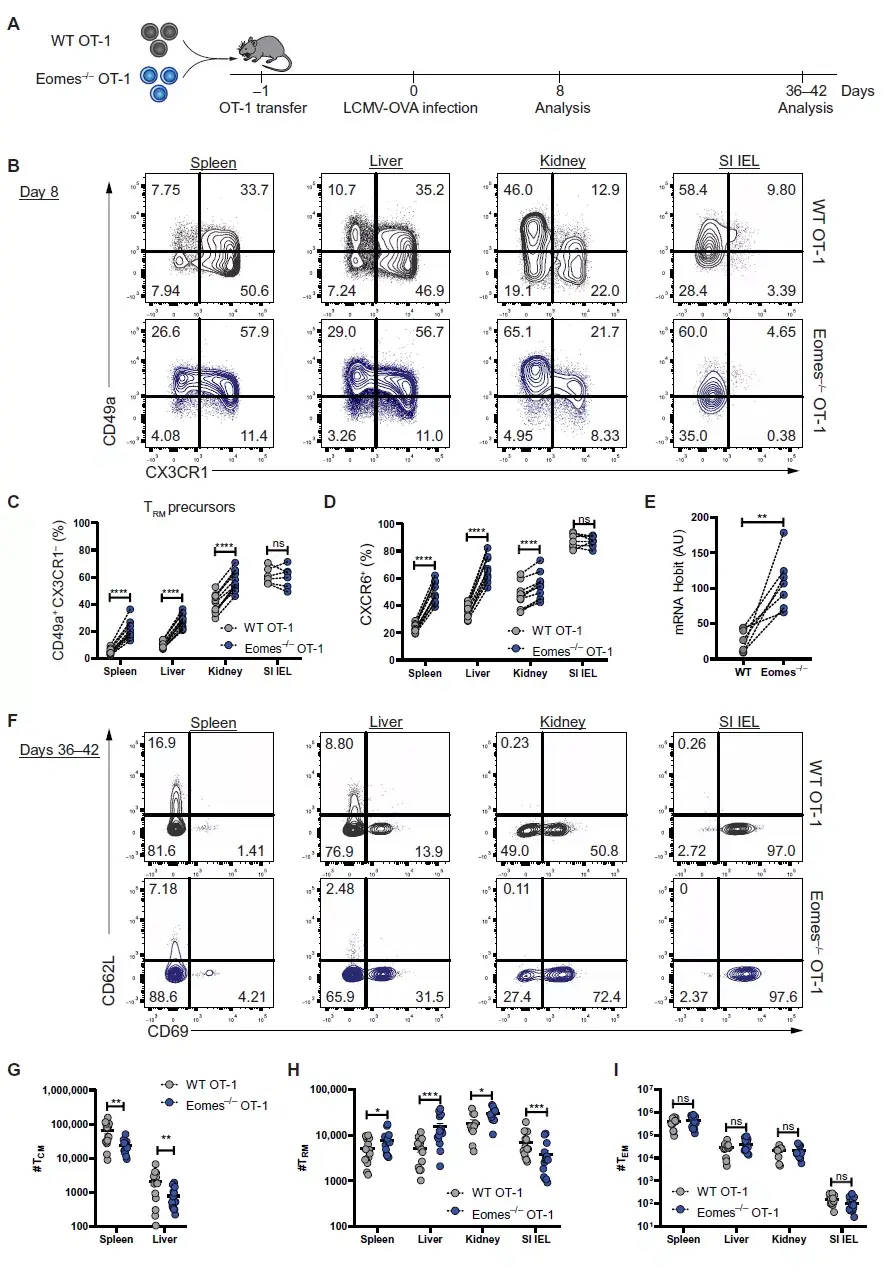 Sci Immun | 揭示T细胞谱系选择的关键转录因子 - 知乎