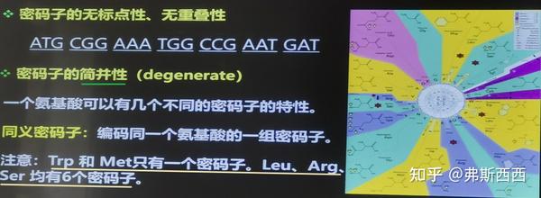 生化整理——DNA的转录和翻译 - 知乎