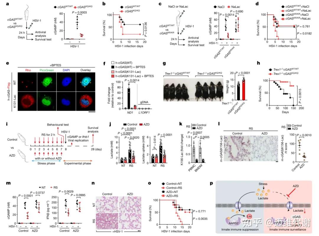 Nature|浙江大学张龙团队乳酸化蛋白组学揭秘AARS1/2调控cGAS活性 - 知乎