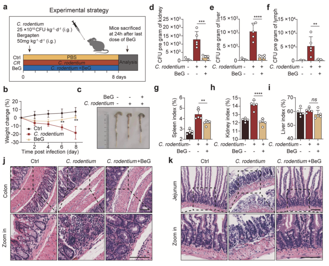 药理学报丨Bergapten 通过促进线粒体自噬抑制 NLRP3 炎症小体激活和细胞焦亡 - 知乎