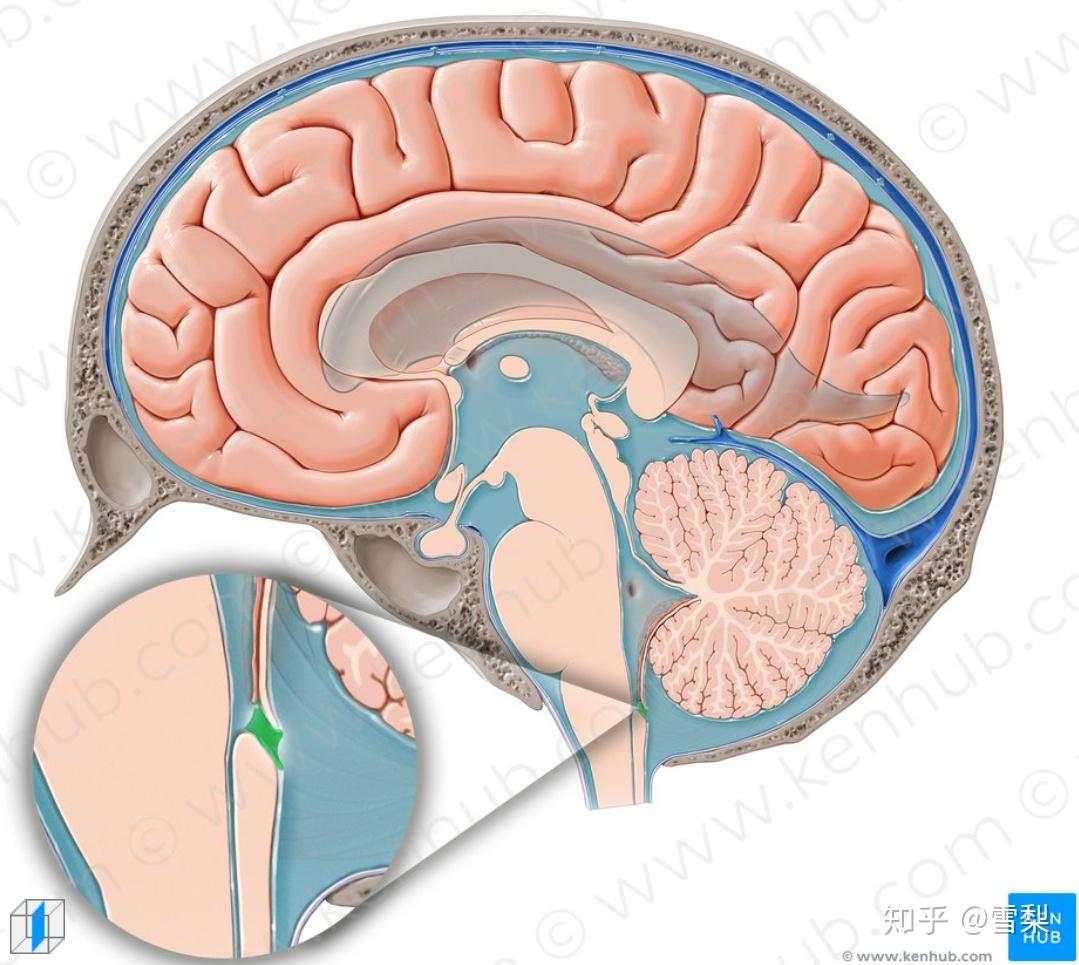 Fourth ventricle 四脑室 - 知乎