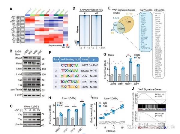 单细胞项目文章|CXCR2−CD44−肿瘤特异性中性粒细胞通过YAP/TAZ-CD54轴抑制胃癌 - 知乎